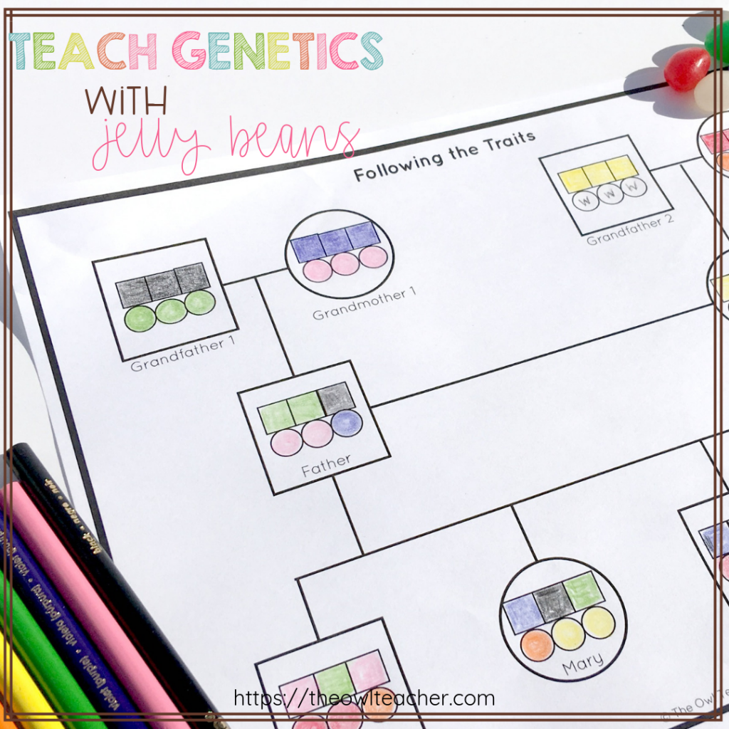 Teach Genetics with Jelly Beans - The Owl Teacher