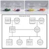 Teach Genetics with Jelly Beans - The Owl Teacher