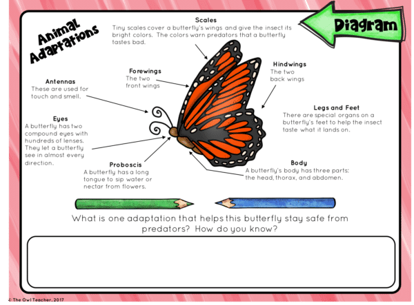 Animal Adaptations for Google Classroom - The Owl Teacher