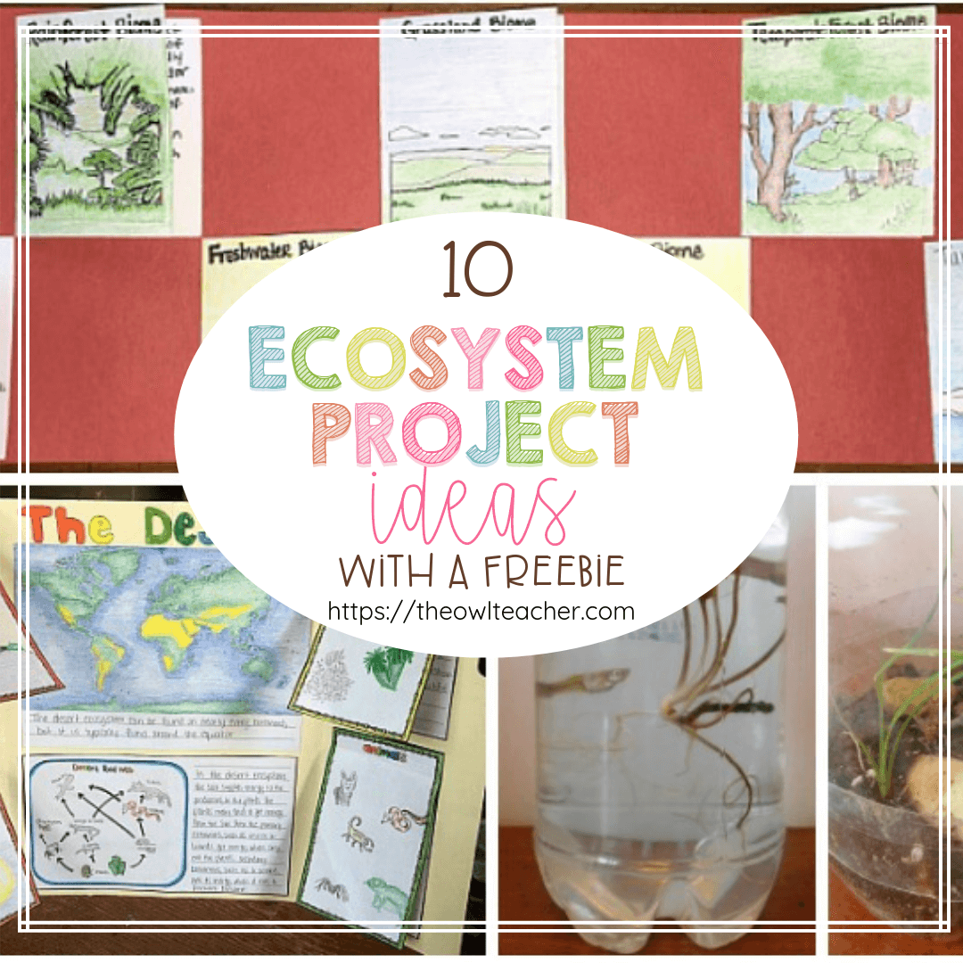 10 Ecosystem Project Ideas The Owl Teacher By Tammy DeShaw 10 Ecosystem Project Ideas The Owl Teacher By Tammy DeShaw