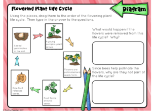 Life Cycles for Google Classroom - The Owl Teacher