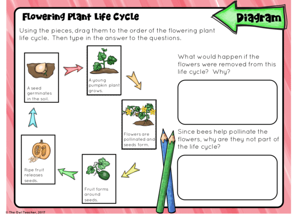 Life Cycles for Google Classroom - The Owl Teacher