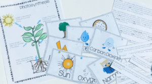 Plants Unit: Needs, Structures, Functions, Classification, and Life ...