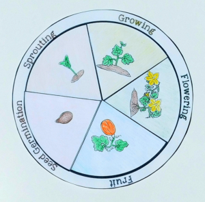 Plants Unit: Needs, Structures, Functions, Classification, and Life ...