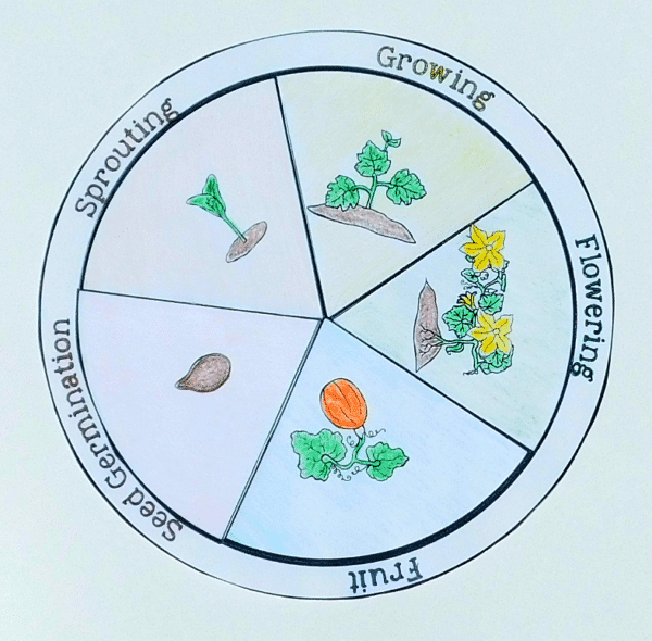 Plants Unit: Needs, Structures, Functions, Classification, and Life ...