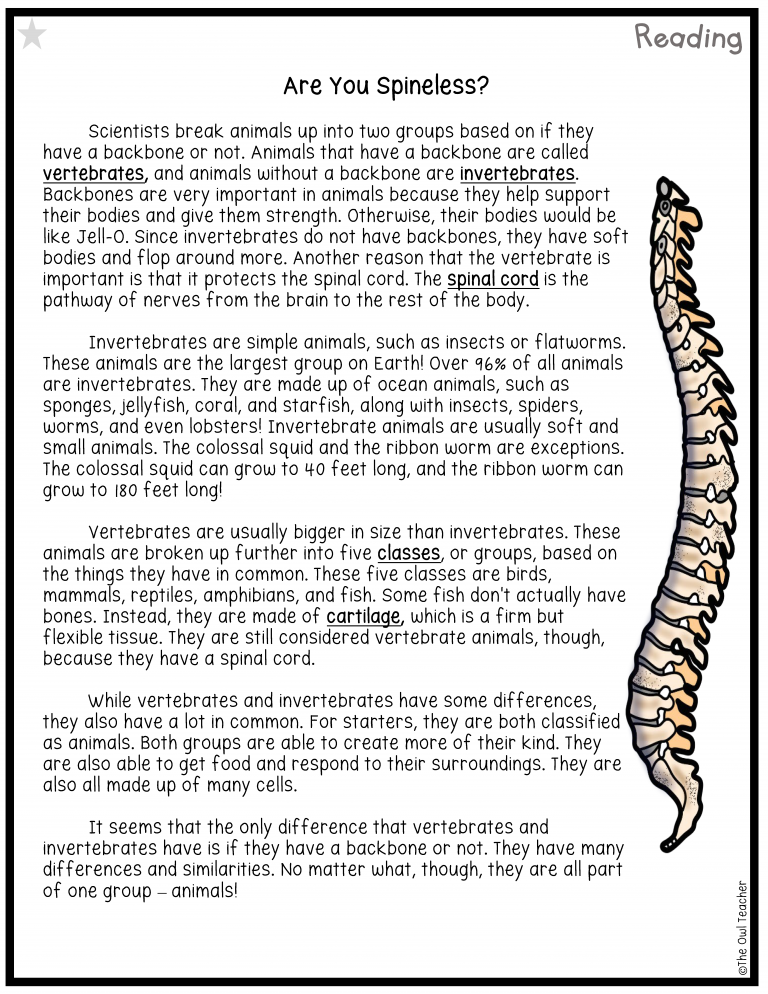 Vertebrate & Invertebrate | Animal Classification | Booklet Printable ...