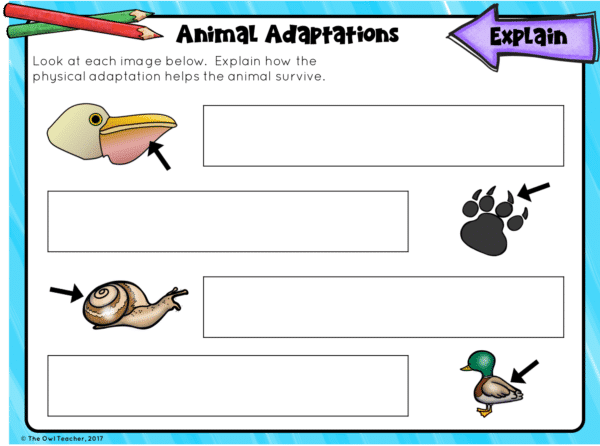 Animal Adaptations for Google Classroom - The Owl Teacher