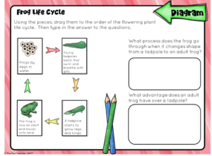 Life Cycles for Google Classroom - The Owl Teacher