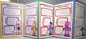 Human Body Systems Activity | Foldable Booklet Printable & Digital ...