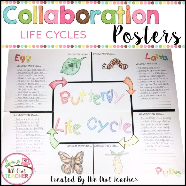 Life Cycle Collaboration Posters - The Owl Teacher