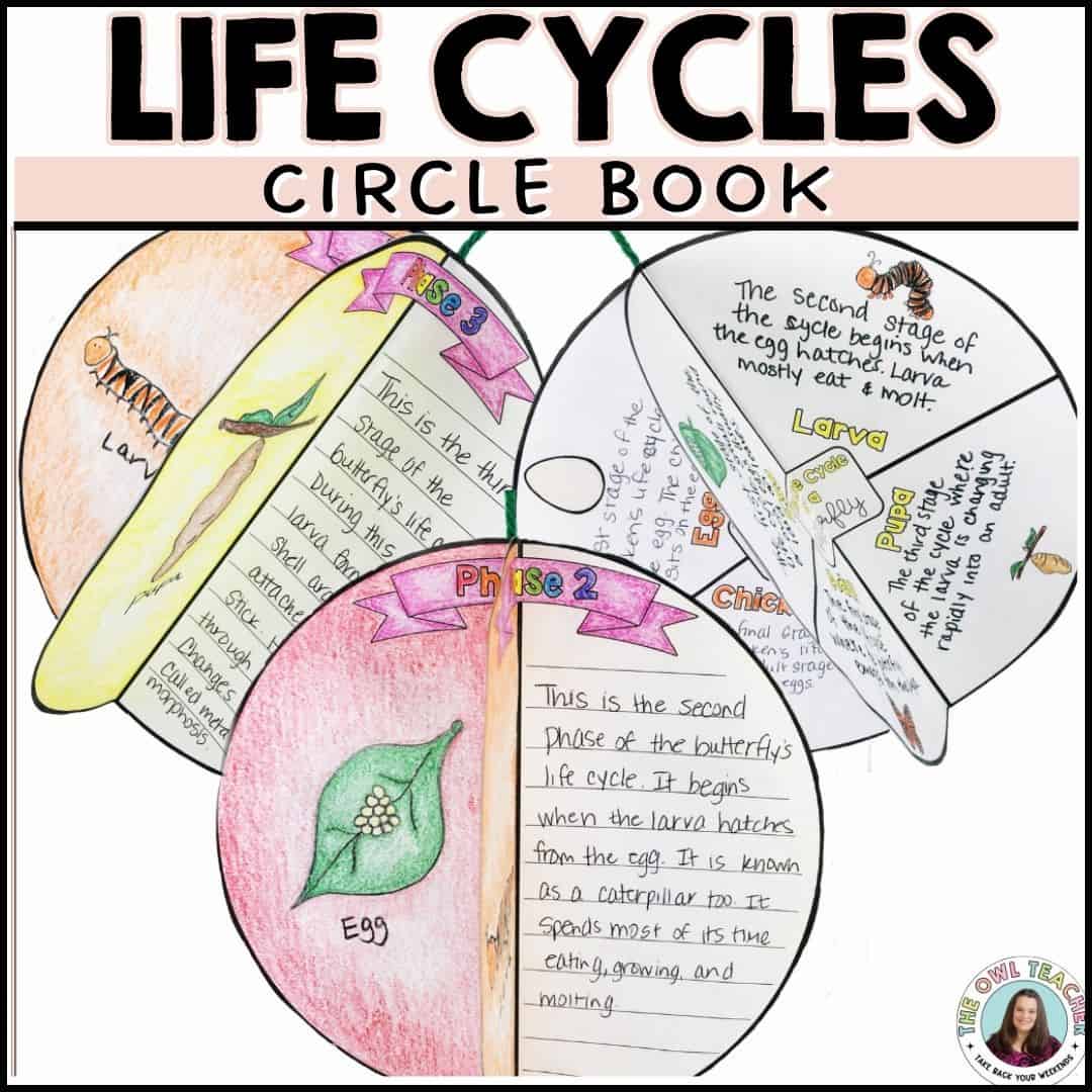 Life Cycles Circle Book Craftivity - The Owl Teacher