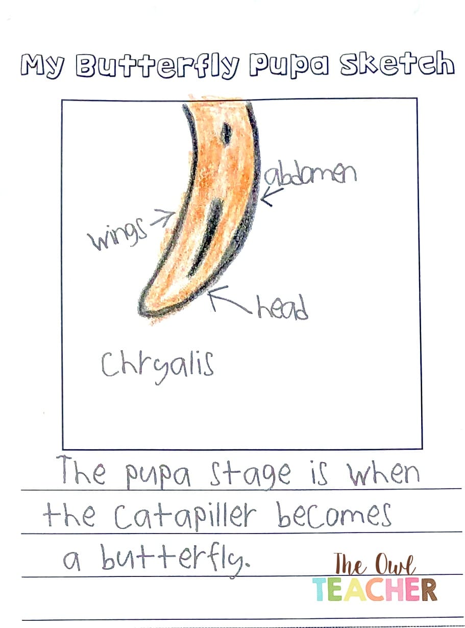 The Importance of Science Drawings - The Owl Teacher