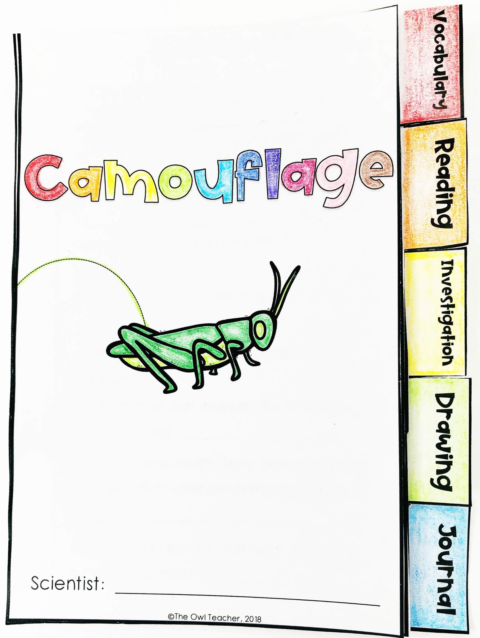 Activities to Investigate Camouflage - The Owl Teacher