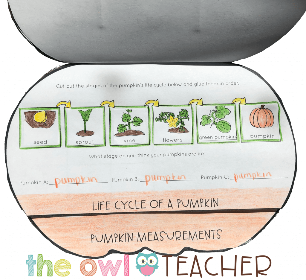 Engaging Math & Science Pumpkin Activities - The Owl Teacher