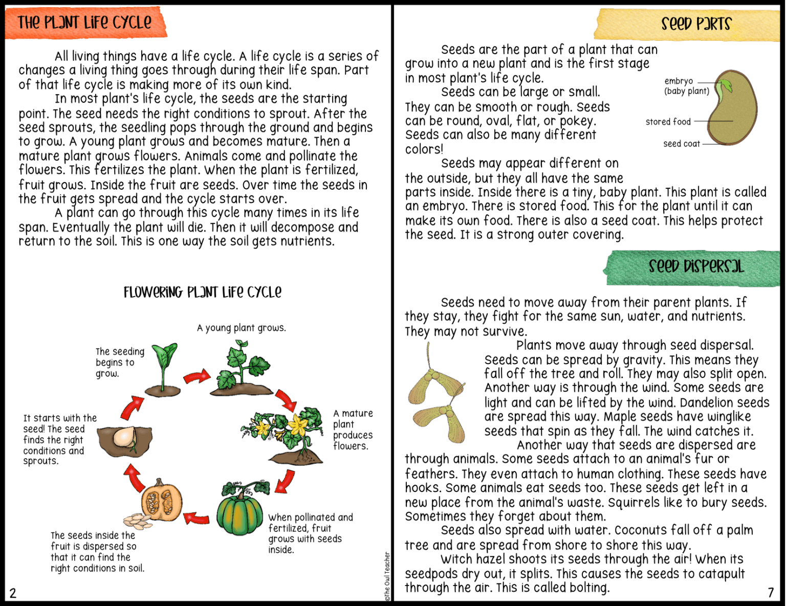 Plant Accordion Foldable Booklet - All Topics - The Owl Teacher