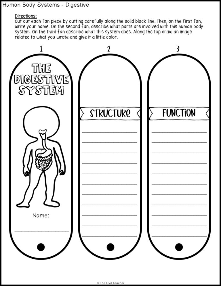 Human Body Systems Fans Printable and Digital - The Owl Teacher