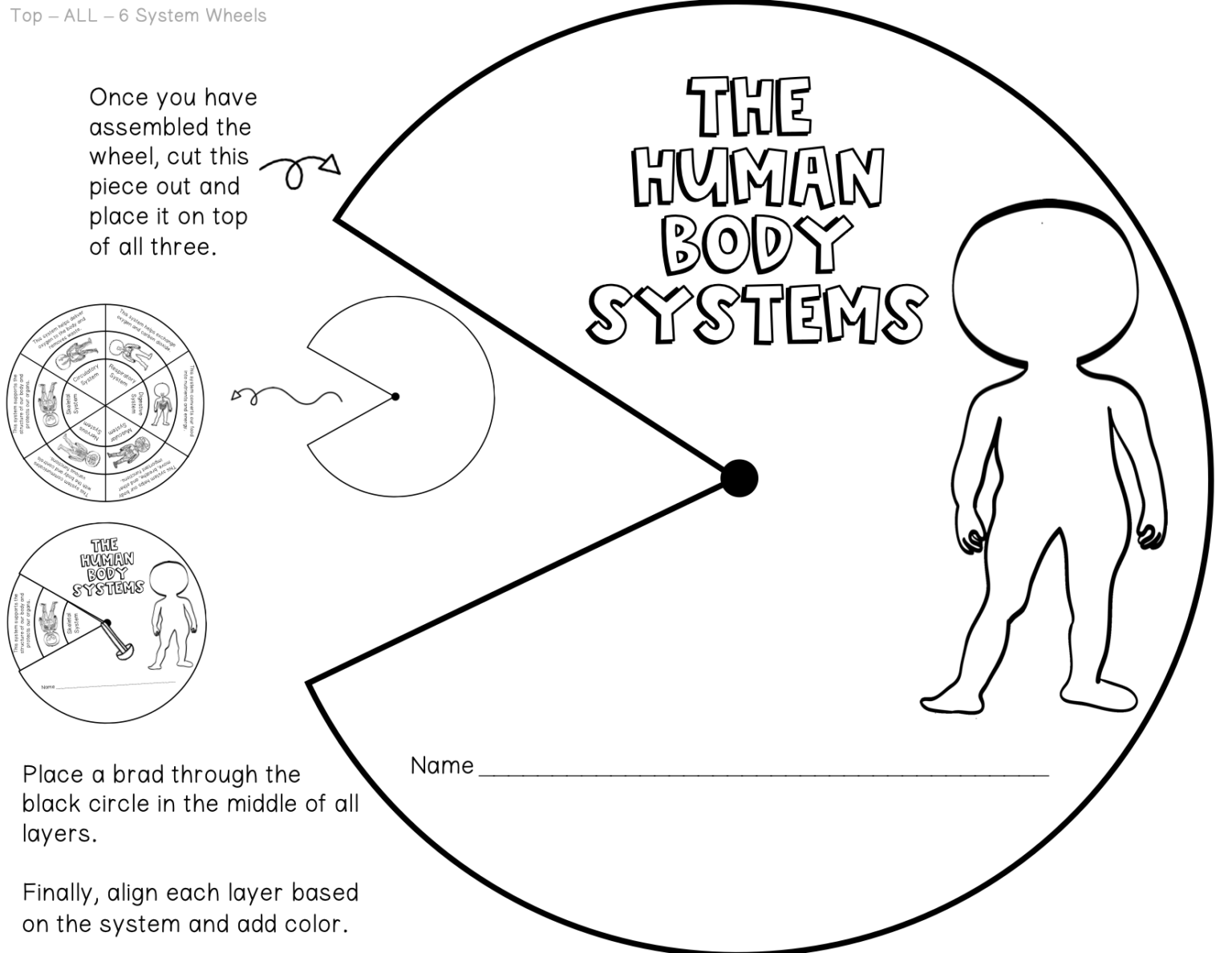 Human Body Systems Wheel - The Owl Teacher
