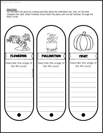 Plant Fans - The Owl Teacher