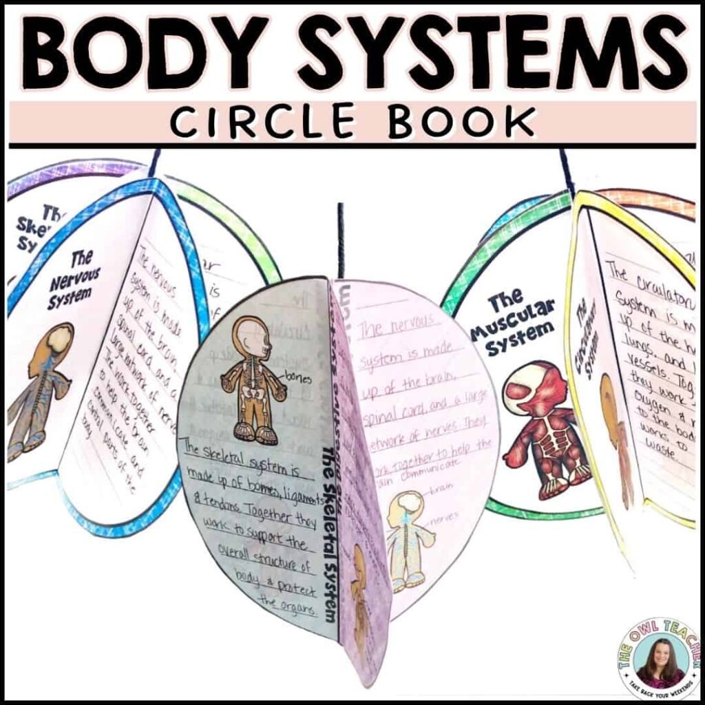 Body Systems Worksheet Human Anatomy Worksheets And Study Guides