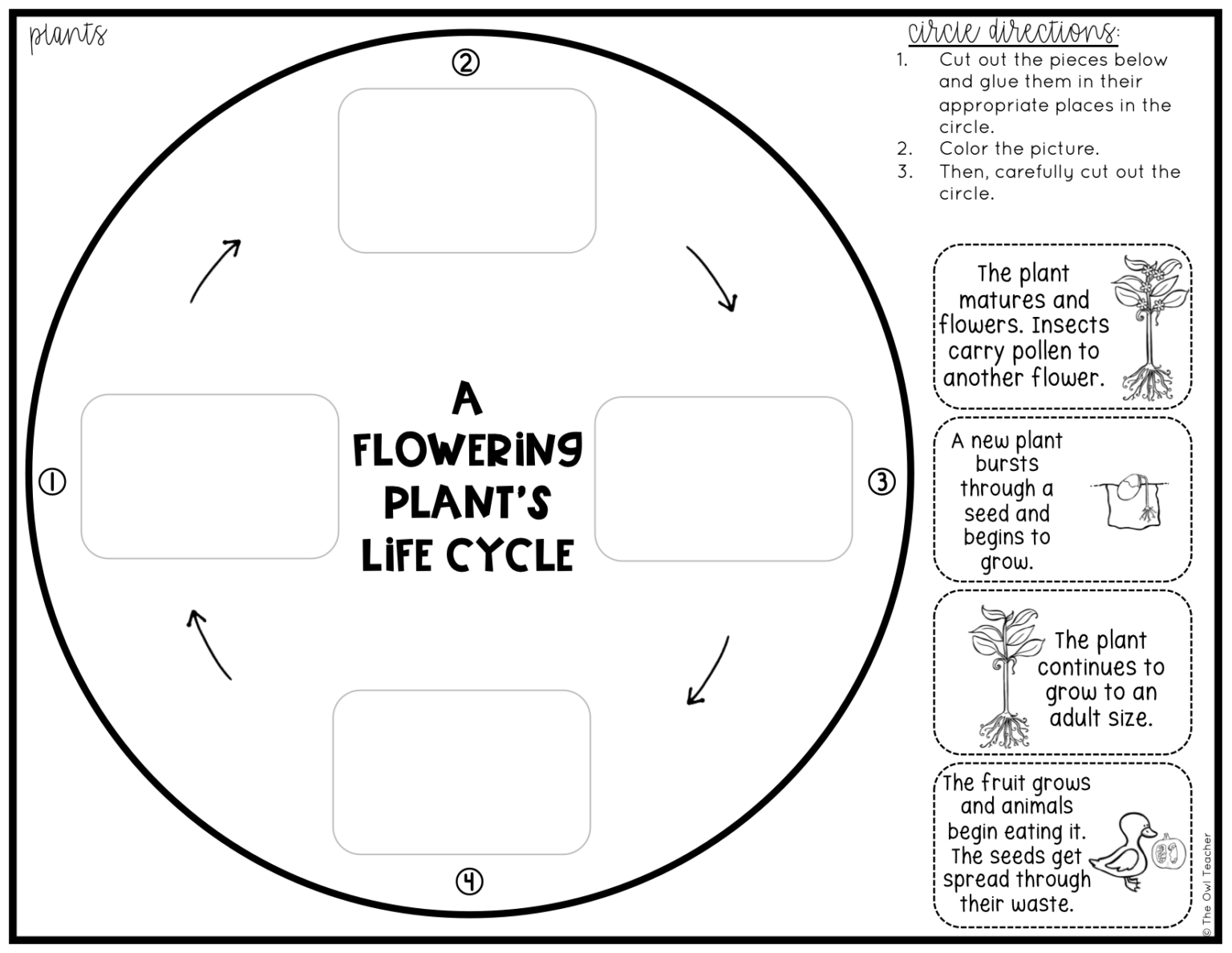 Plant Circle Book - The Owl Teacher