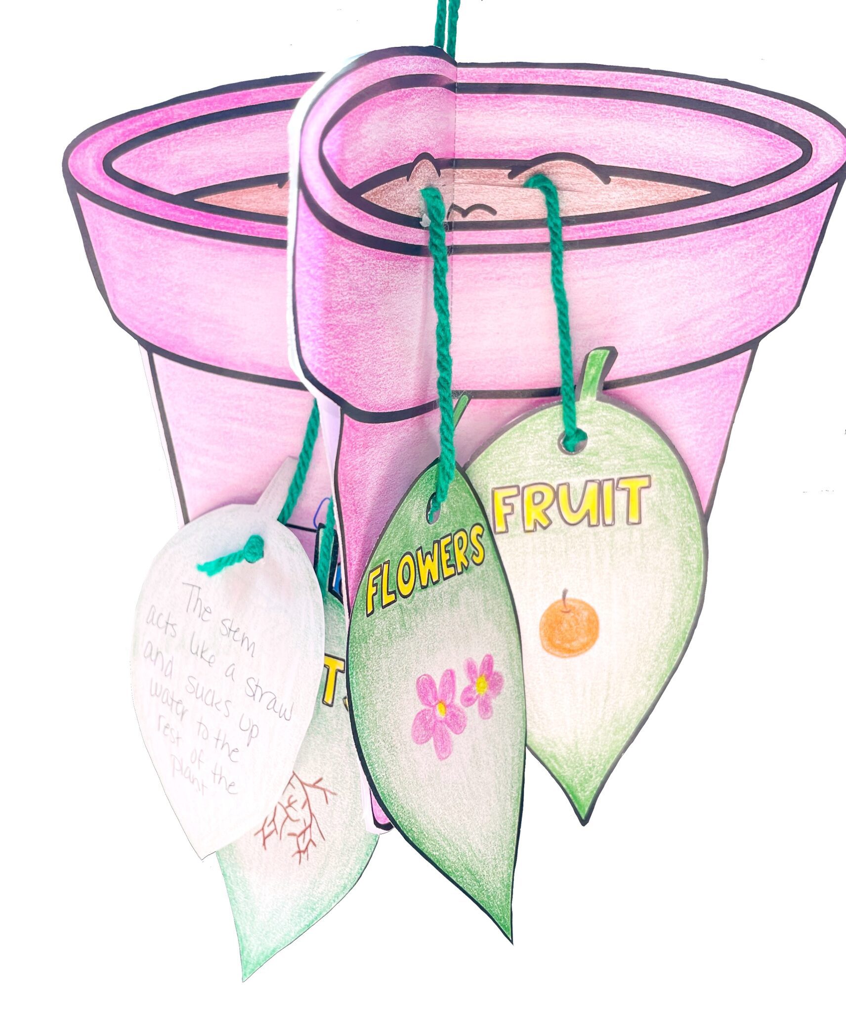 10 Hands-On Plant Activities - The Owl Teacher