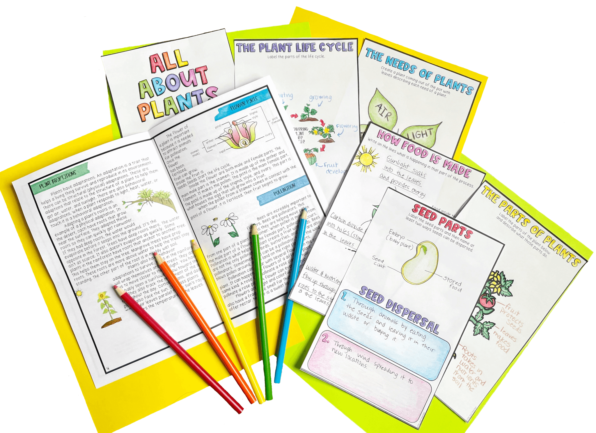 10 Hands-On Plant Activities - The Owl Teacher