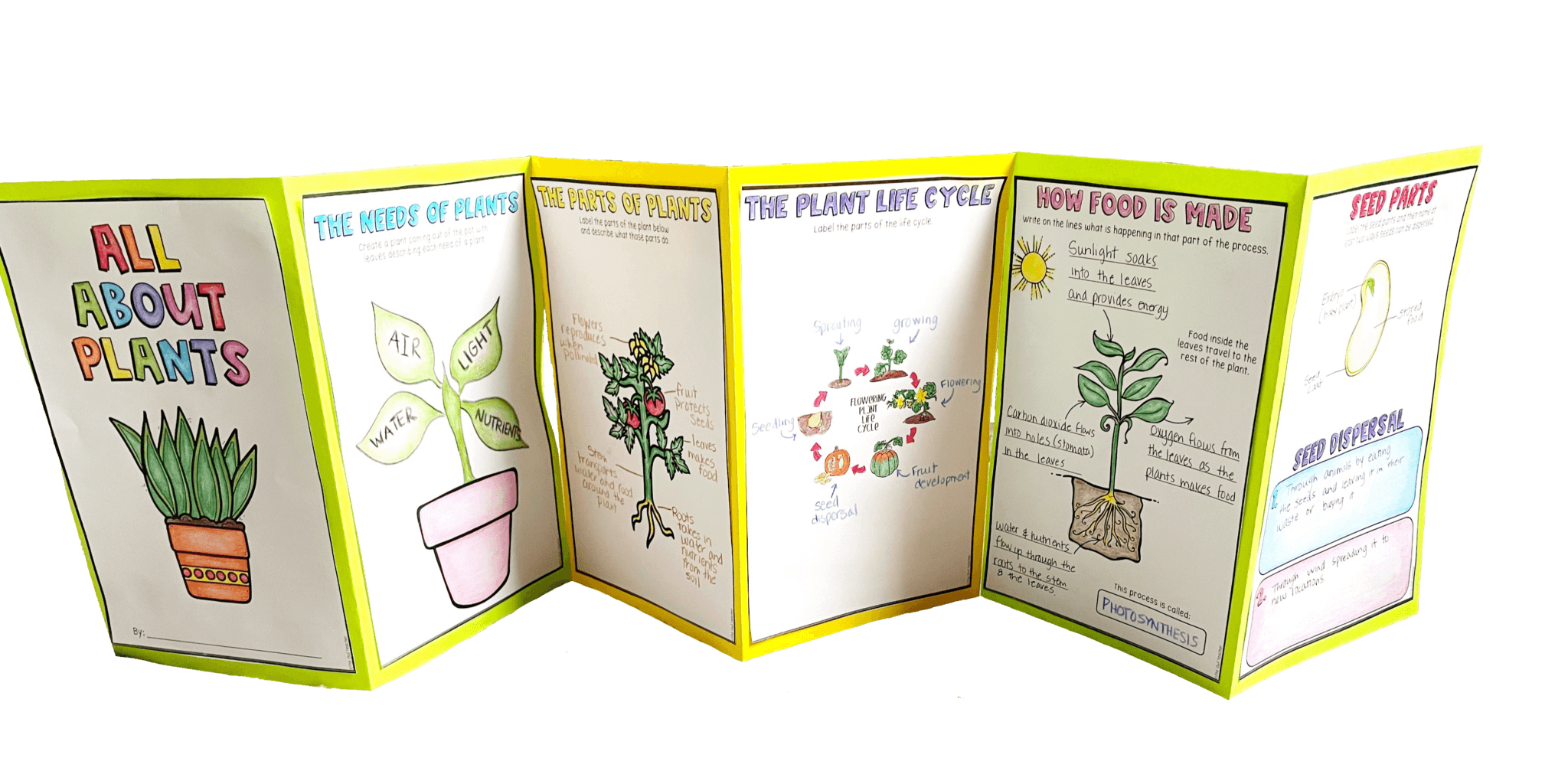 10 Hands-On Plant Activities - The Owl Teacher