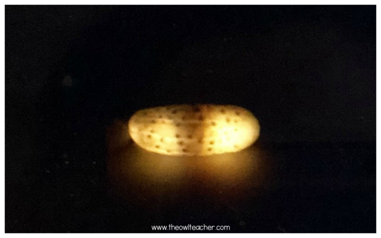 6 Electrifyingly Easy Ways to Teach Electricity - The Owl Teacher