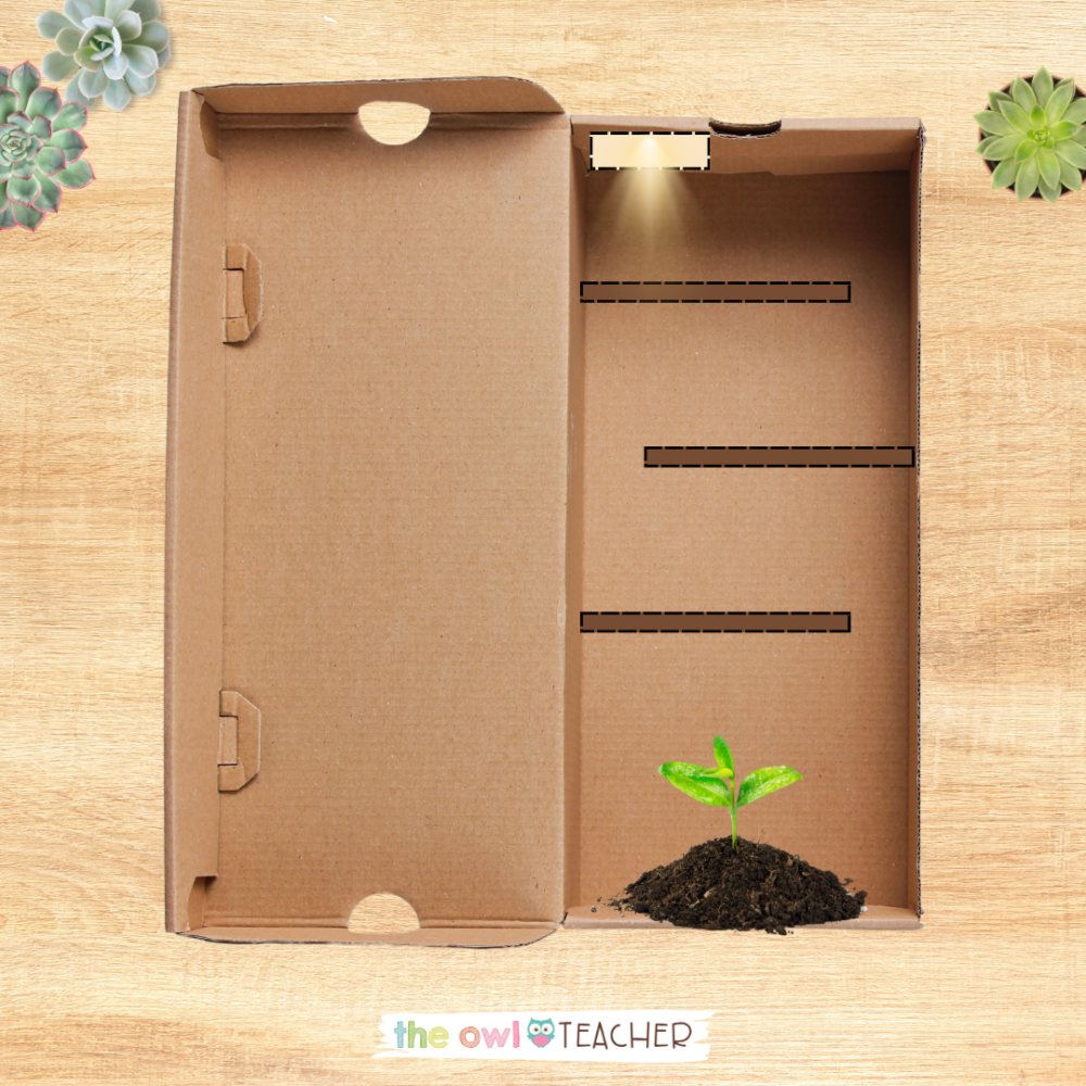 Tackle Plant Growth Cycles with 5 Hands-On Activities - The Owl Teacher